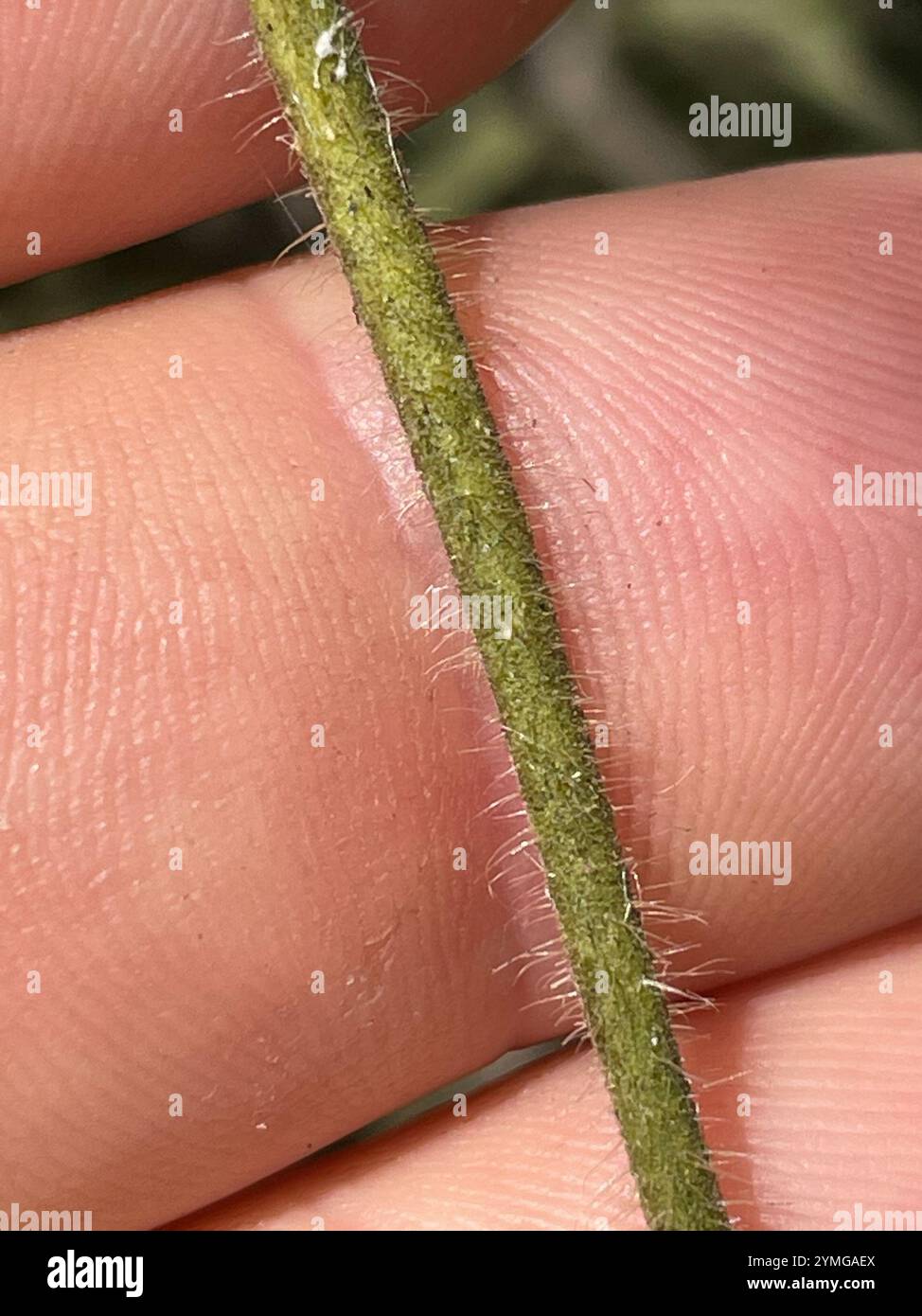 Pearl Milkweed (Matelea reticulata Stock Photo - Alamy