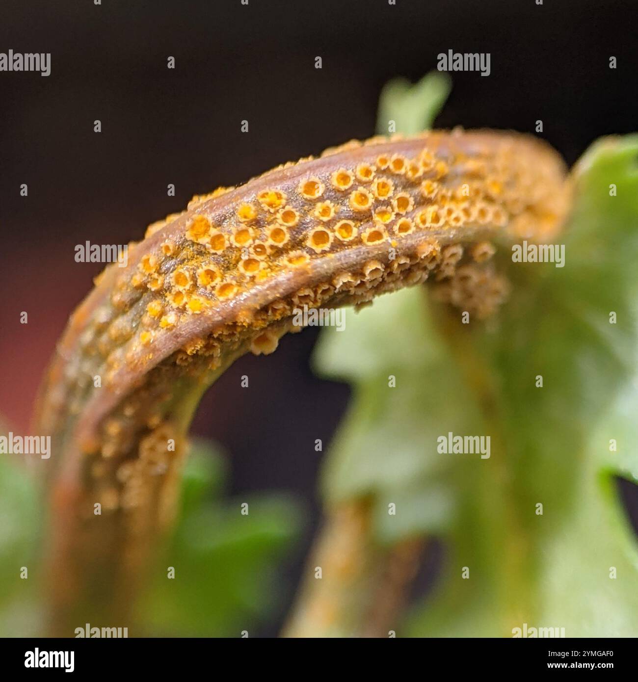 Groundsel crown rust (Puccinia lagenophorae Stock Photo - Alamy