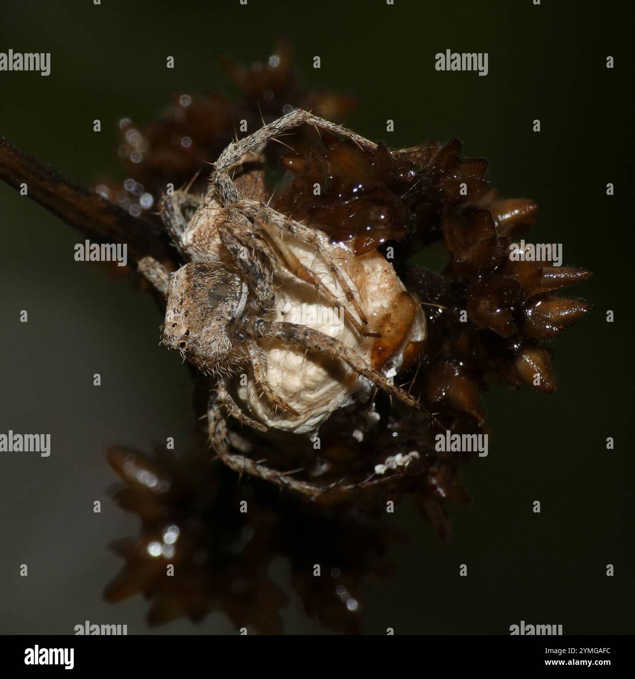 Grass lynx spiders (Oxyopes Stock Photo - Alamy