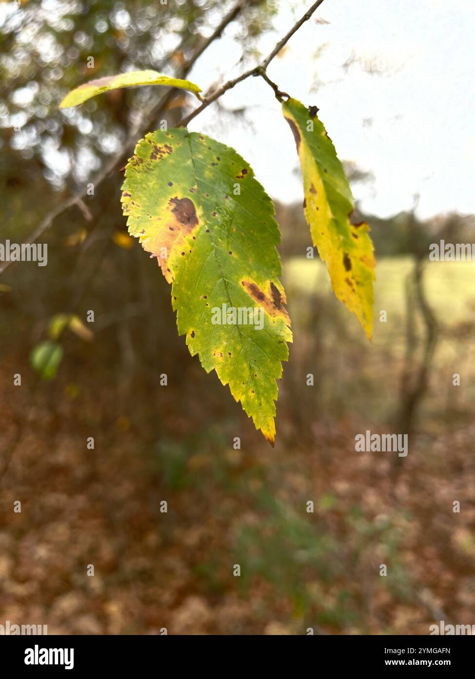 Winged Elm (Ulmus alata Stock Photo - Alamy