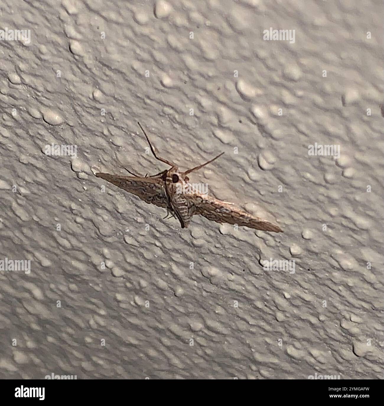 Stained-glass Moth (Samea castellalis Stock Photo - Alamy