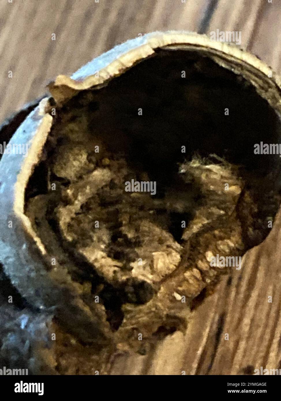 Acorn Moth (Blastobasis glandulella Stock Photo - Alamy