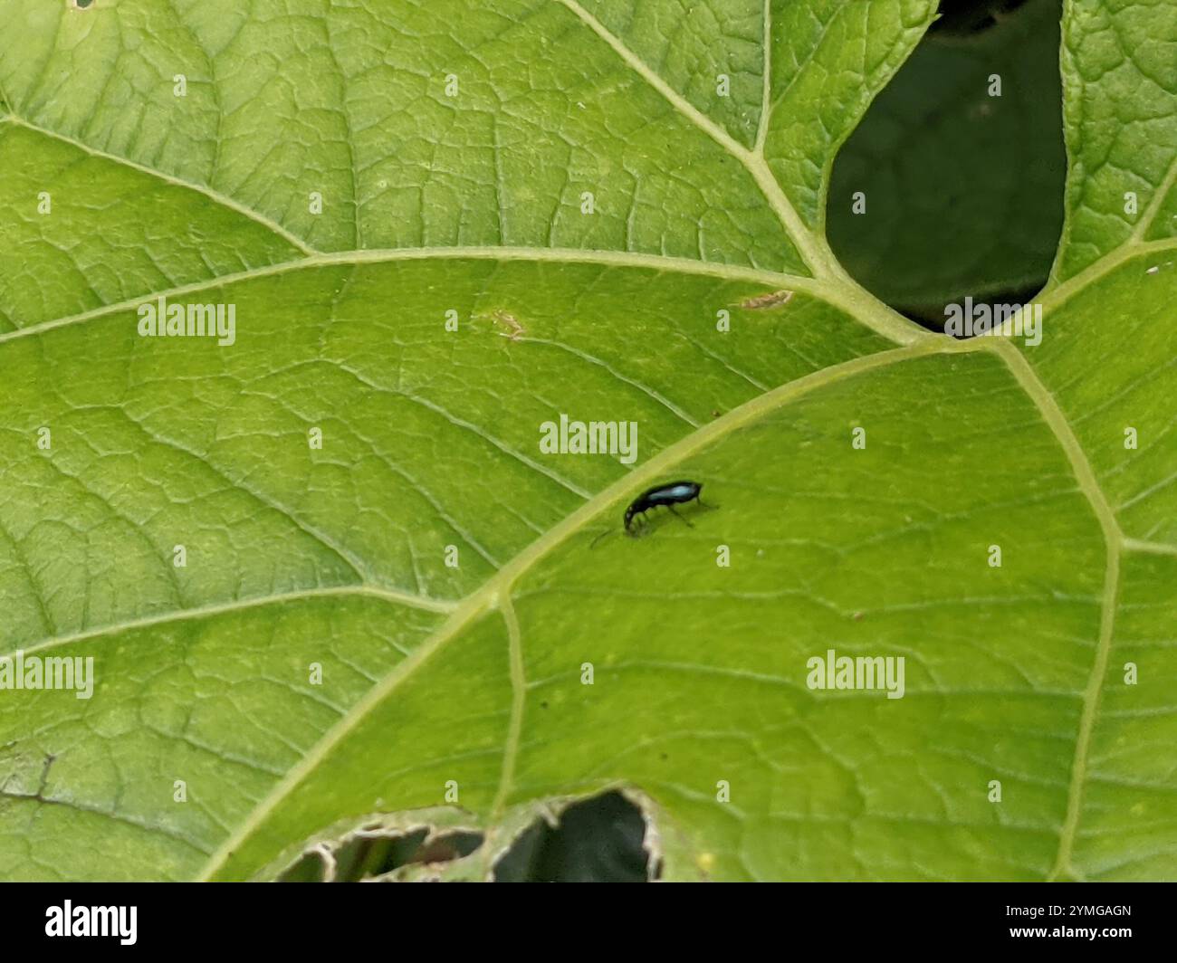 Flea Beetles (Alticini Stock Photo - Alamy