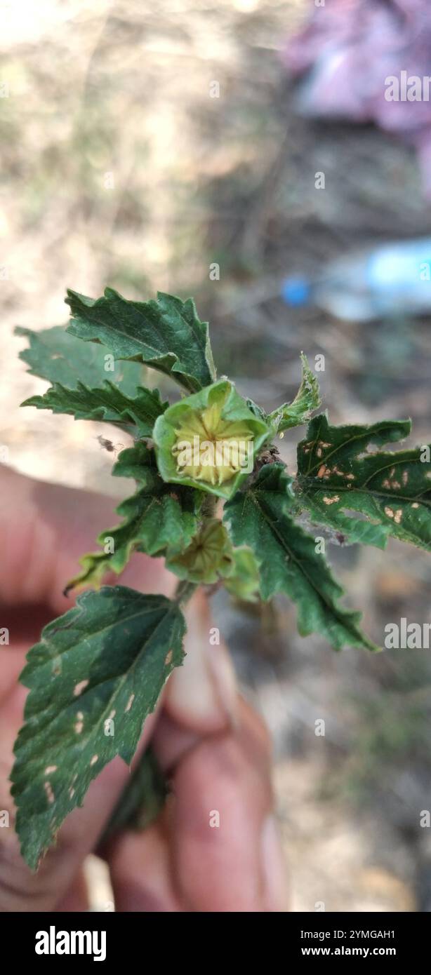 three-lobe false mallow (Malvastrum coromandelianum Stock Photo - Alamy