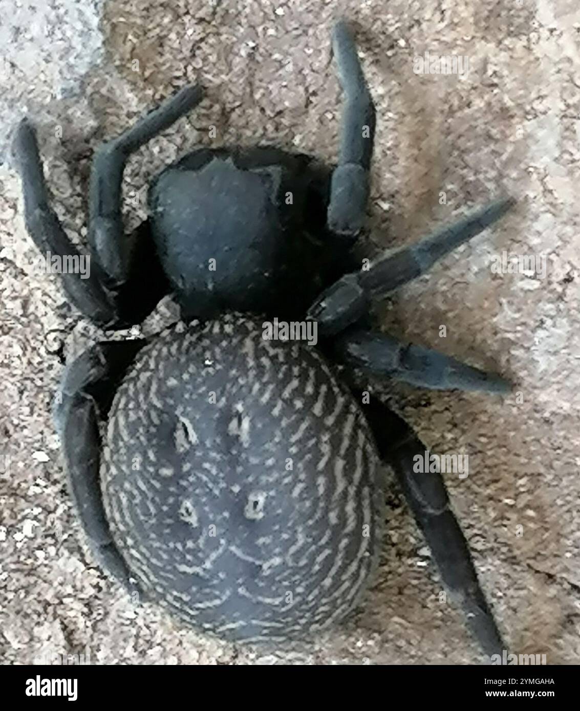 Velvet Spiders (Eresidae Stock Photo - Alamy