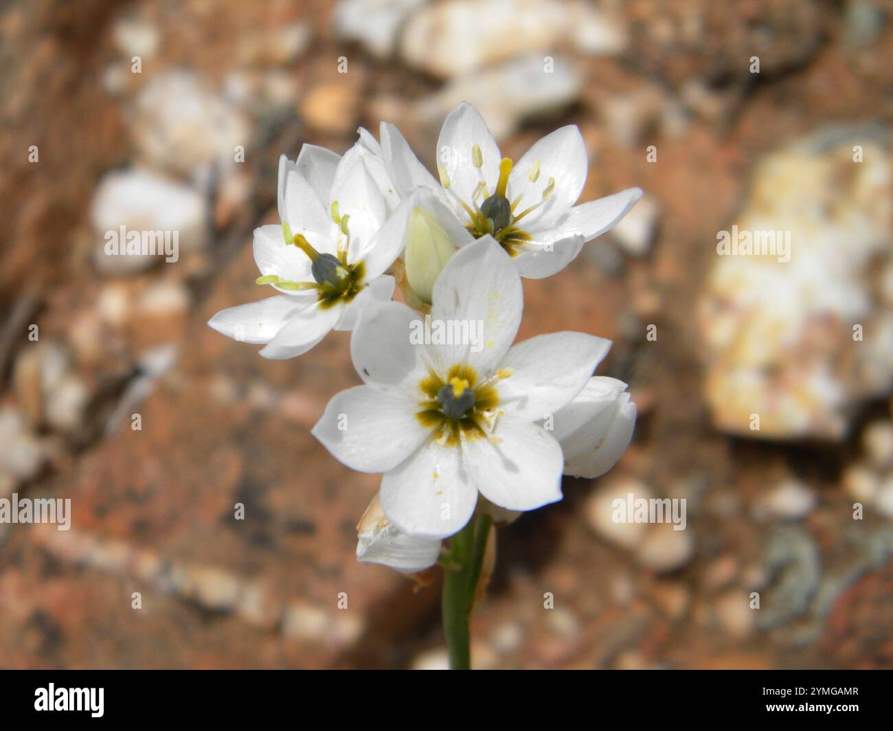 Ornithogalum thyrsoides chincherinchee hi-res stock photography and ...