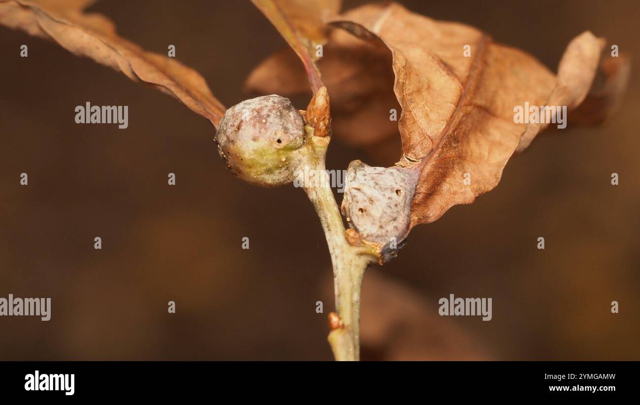 Oak Petiole Gall Wasp (Andricus quercuspetiolicola Stock Photo - Alamy
