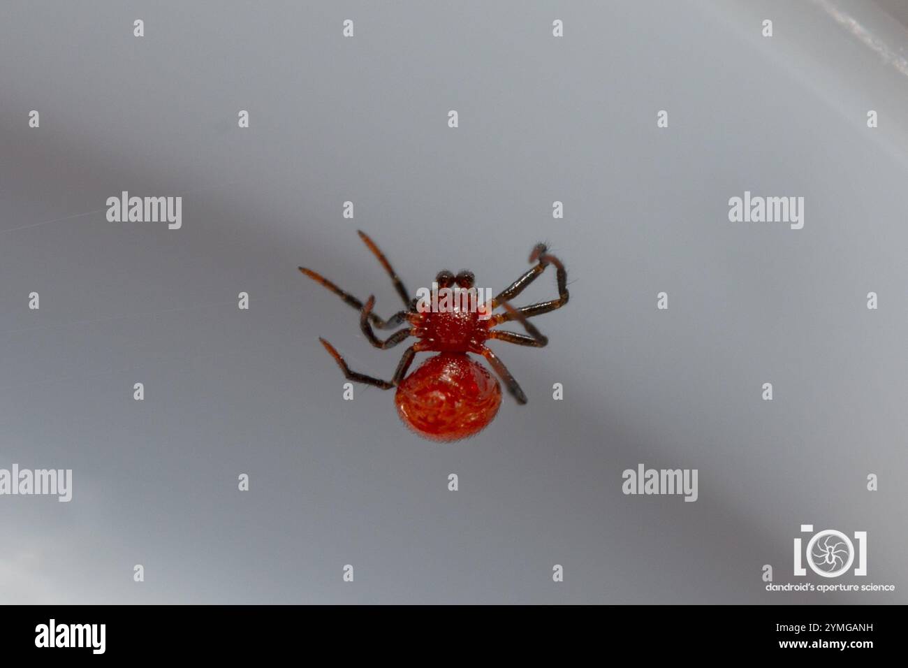 Comb-footed Spiders (Theridiidae Stock Photo - Alamy