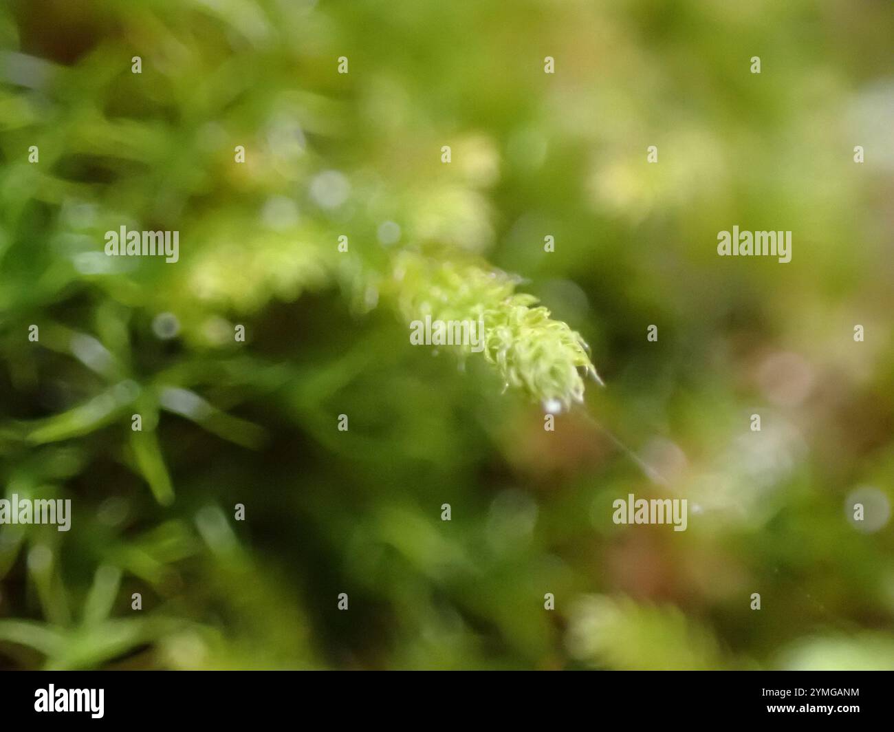 Bolander's claopodium moss (Claopodium bolanderi Stock Photo - Alamy