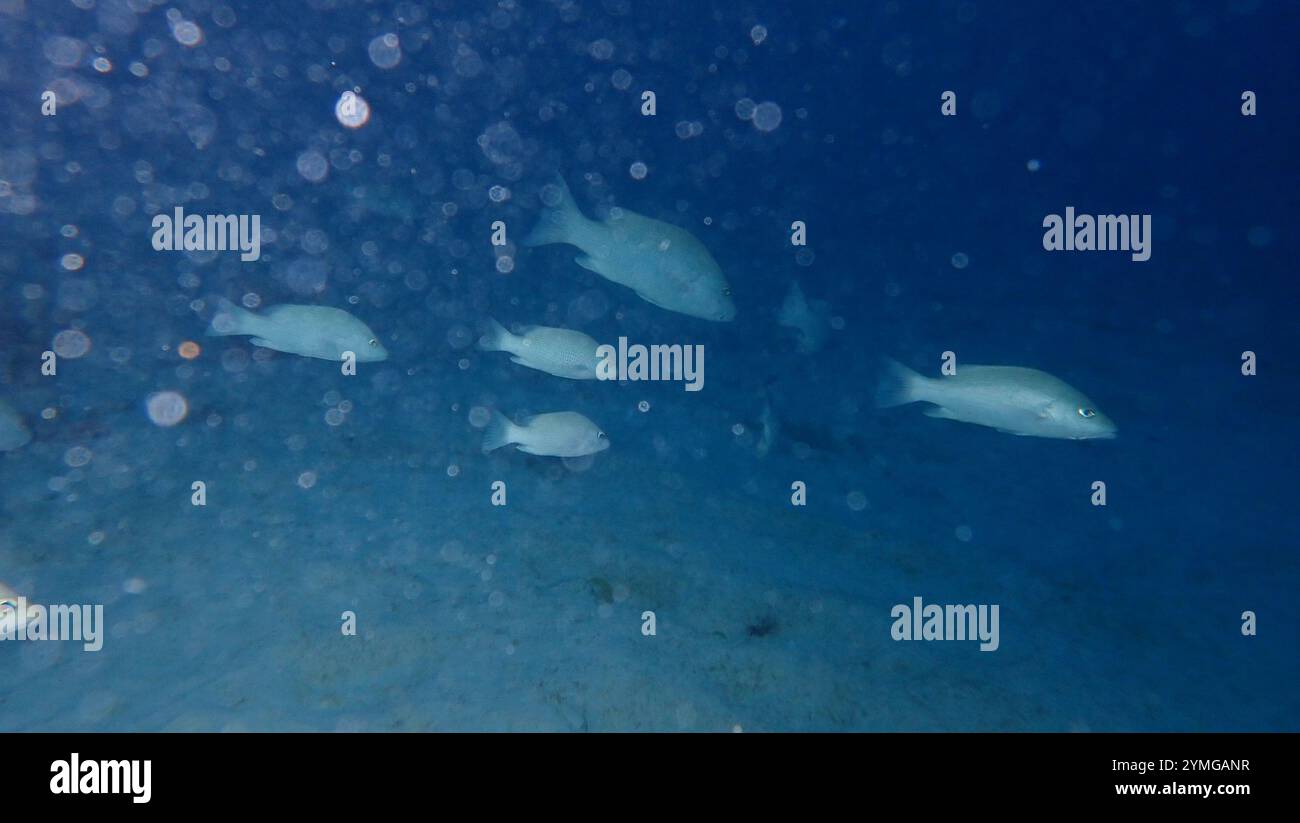 Gray Snapper (Lutjanus griseus Stock Photo - Alamy