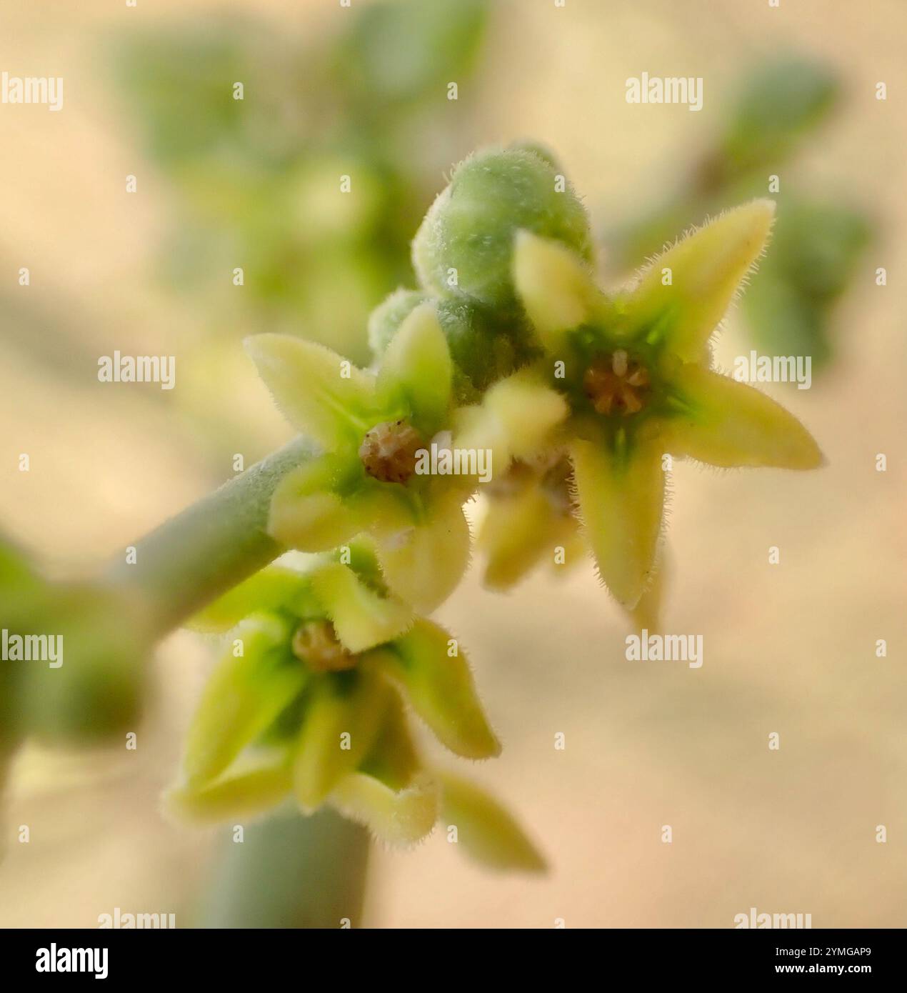 kheep (Leptadenia pyrotechnica Stock Photo - Alamy