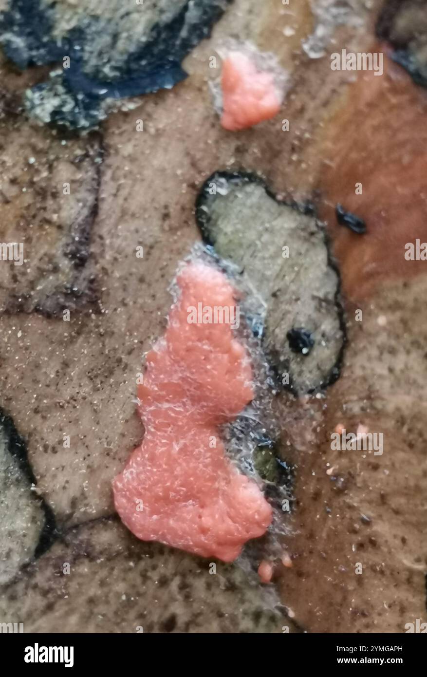 Red Raspberry Slime Mold (Tubifera ferruginosa Stock Photo - Alamy