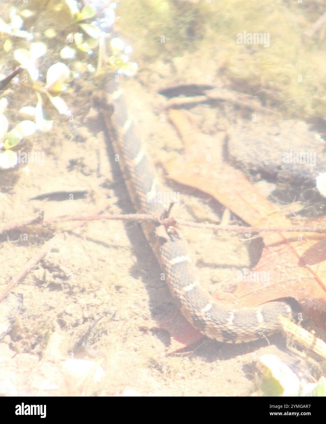 Plain-bellied Watersnake (Nerodia erythrogaster Stock Photo - Alamy