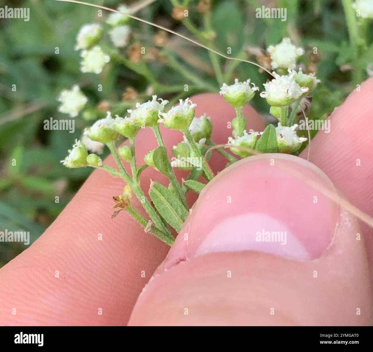 Santa Maria feverfew (Parthenium hysterophorus Stock Photo - Alamy
