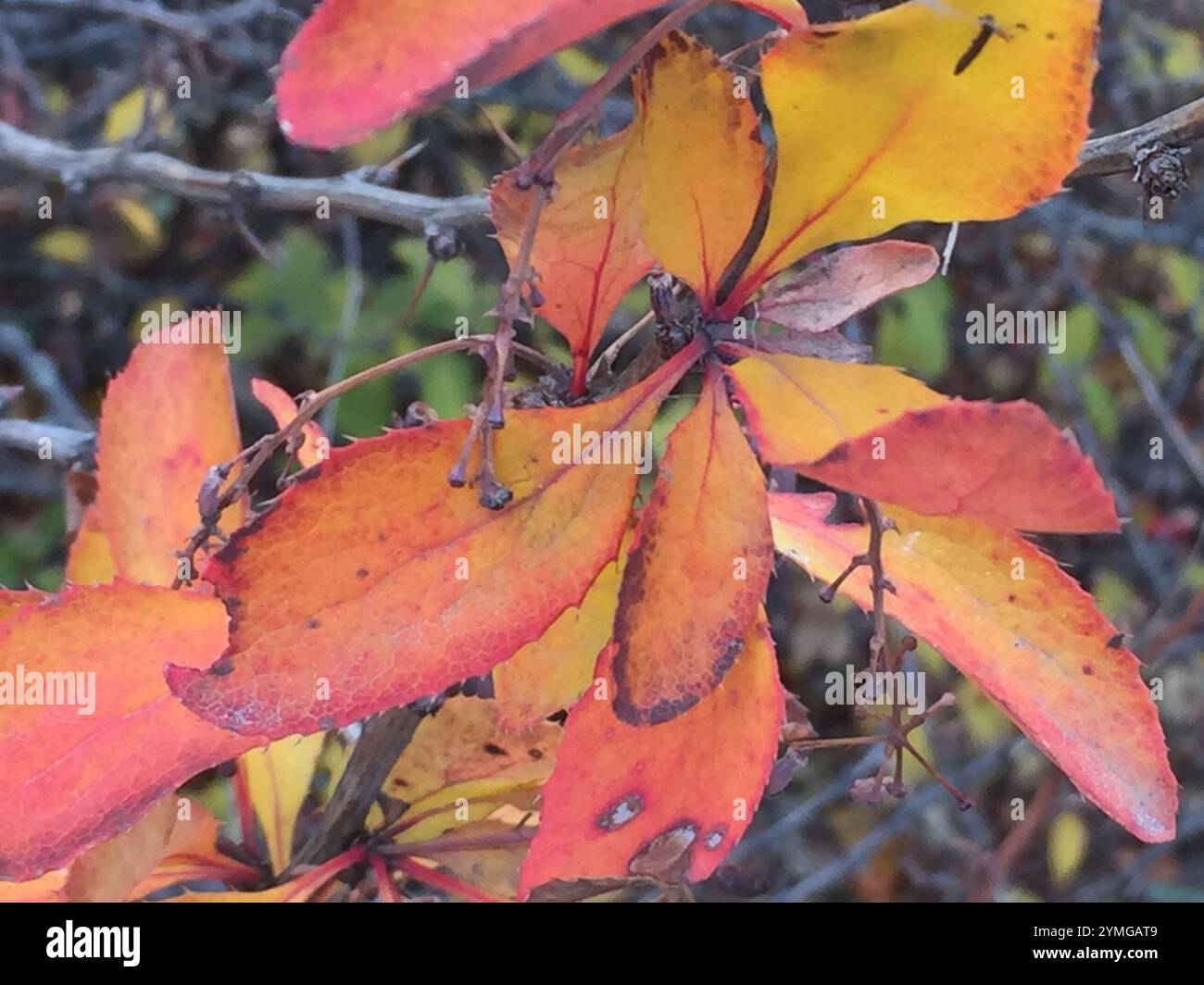 European barberry (Berberis vulgaris Stock Photo - Alamy