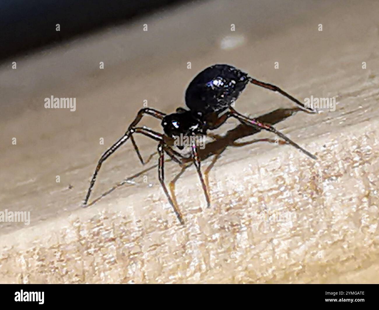 Dwarf Spiders (Erigoninae Stock Photo - Alamy