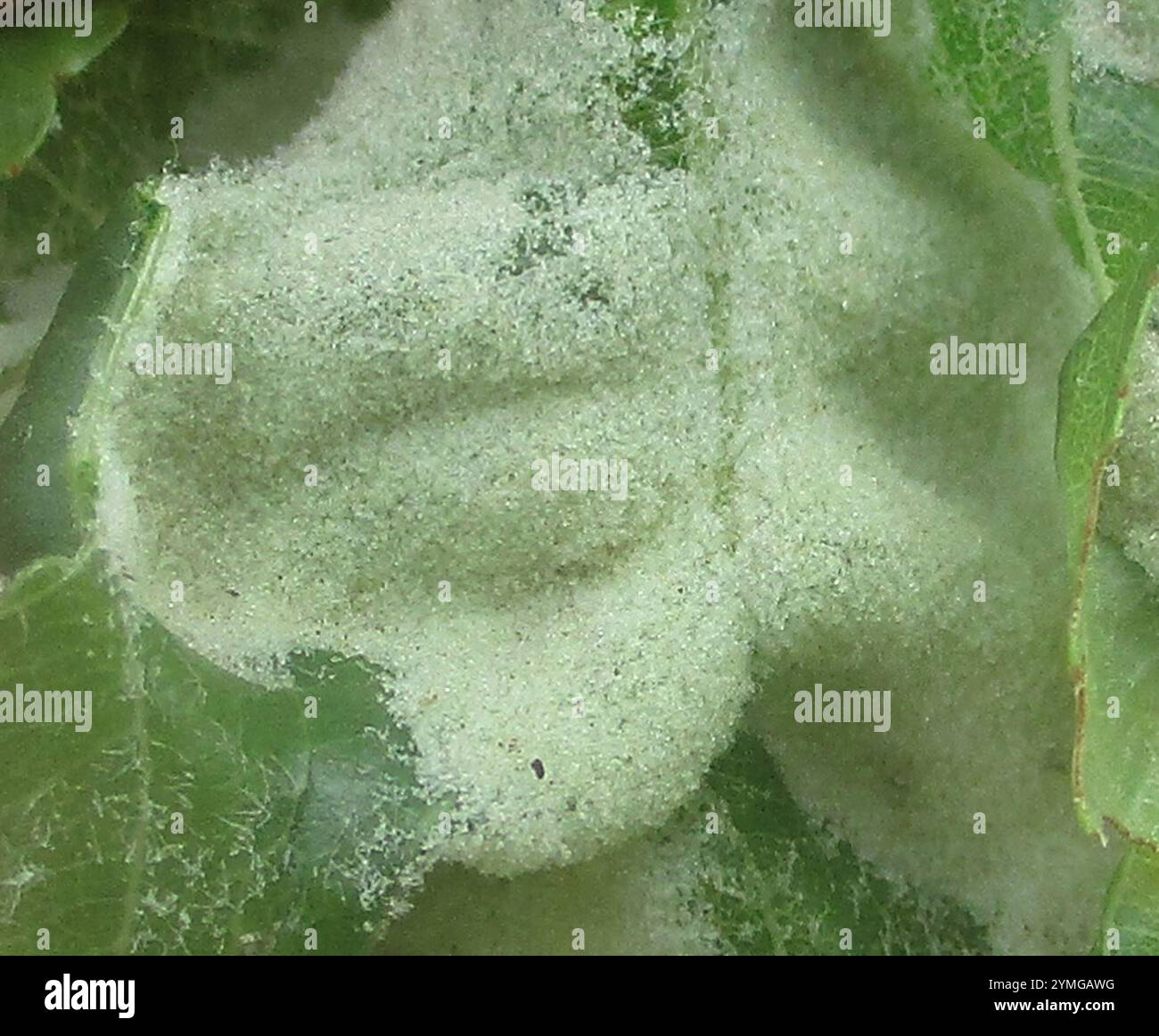 buffalo-thorn (Ziziphus mucronata Stock Photo - Alamy