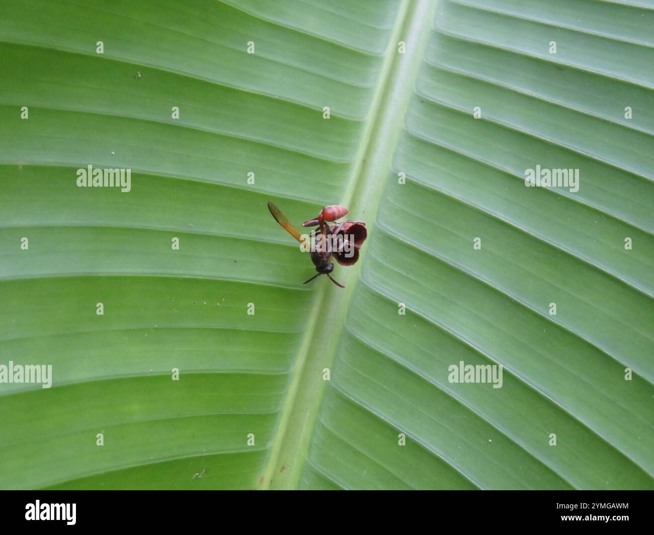 Paper Wasps (Polistinae Stock Photo - Alamy