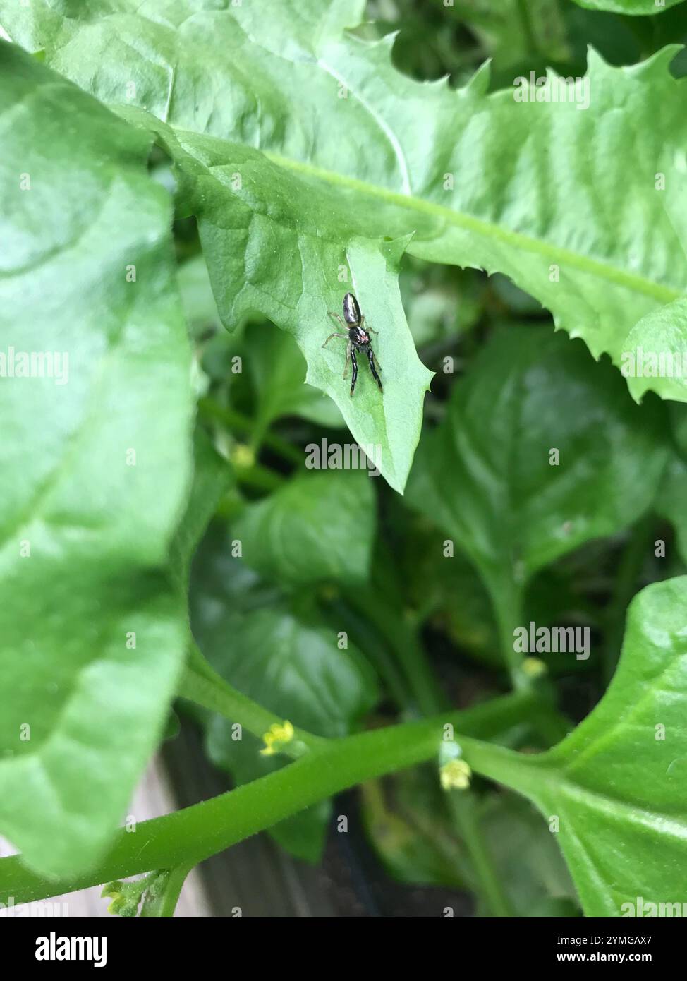 Black-headed Jumping Spider (Trite planiceps Stock Photo - Alamy