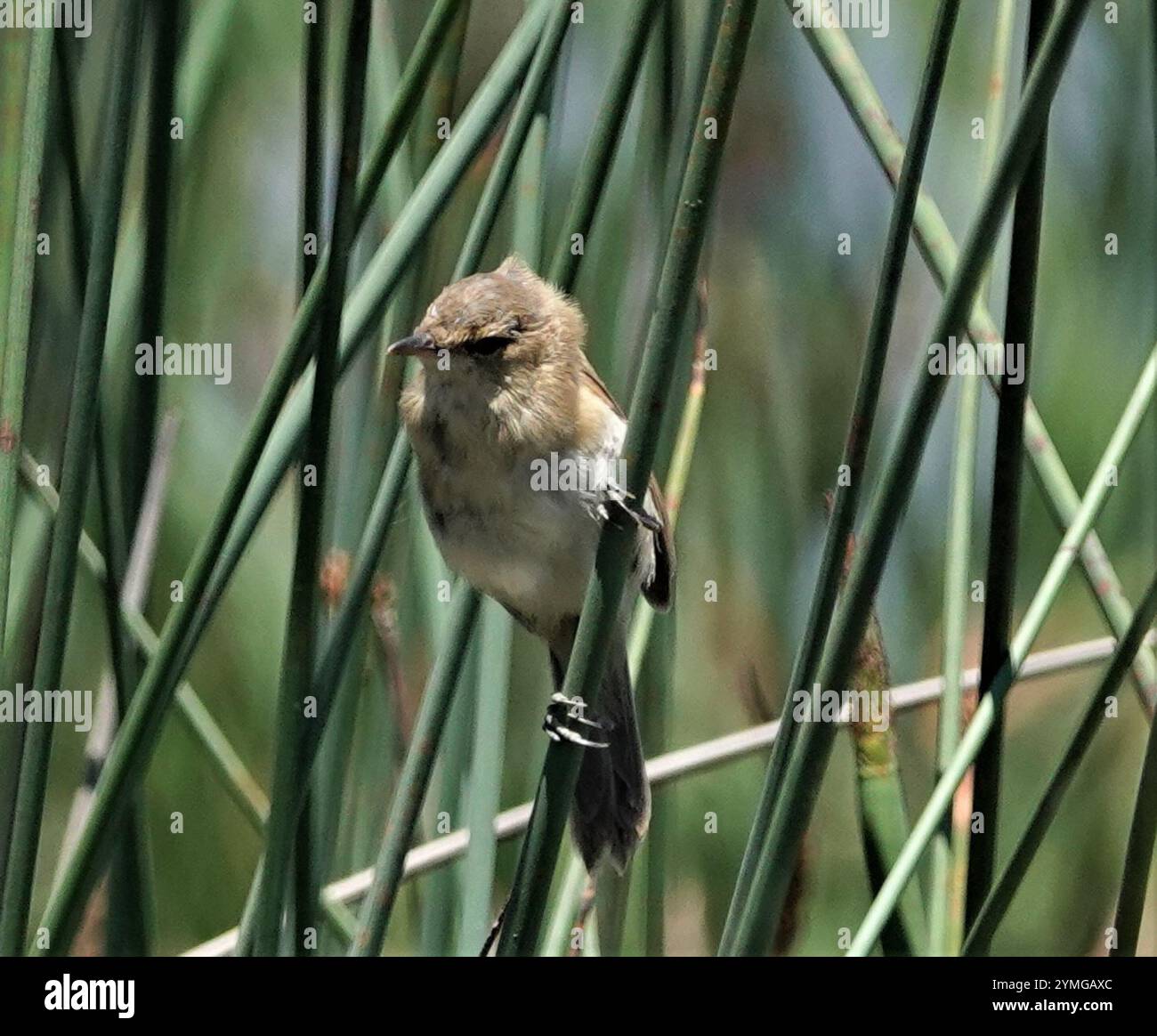 Australian Reed Warbler (Acrocephalus australis Stock Photo - Alamy