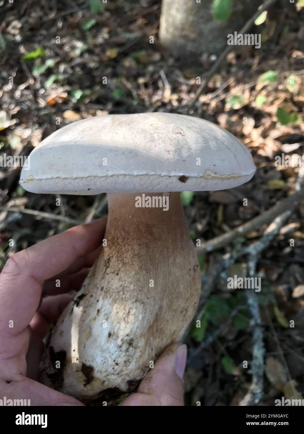Barrow's Bolete (Boletus barrowsii Stock Photo - Alamy
