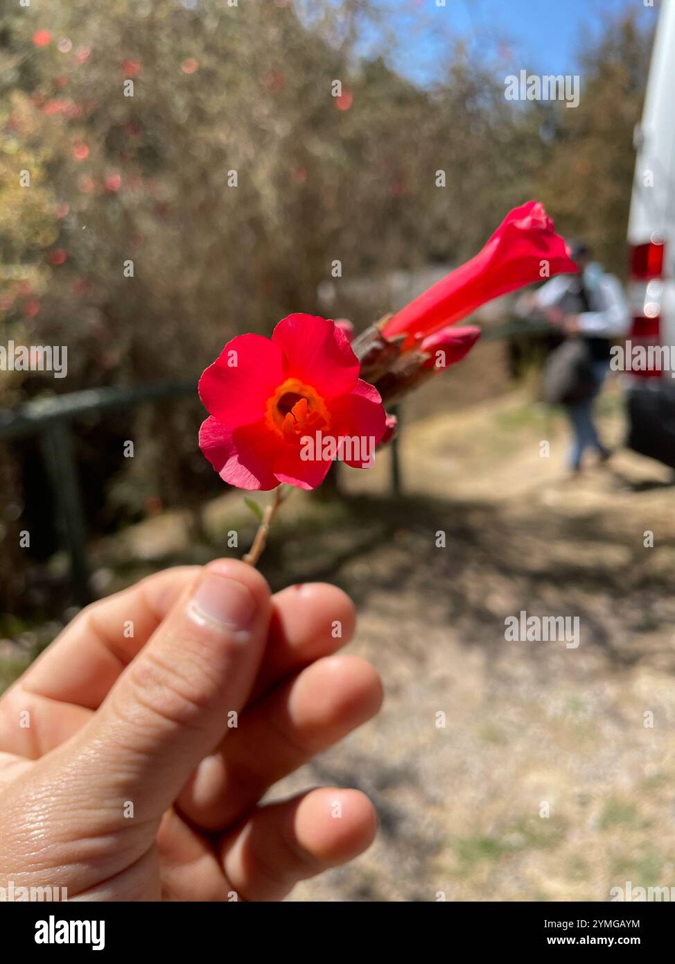 Sacred flower of the Incas (Cantua buxifolia Stock Photo - Alamy