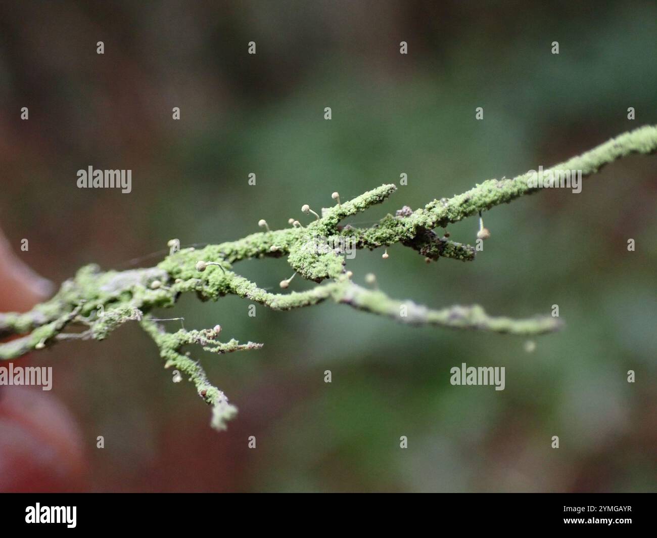 Sulphur Stubble Lichen (Chaenotheca furfuracea Stock Photo - Alamy