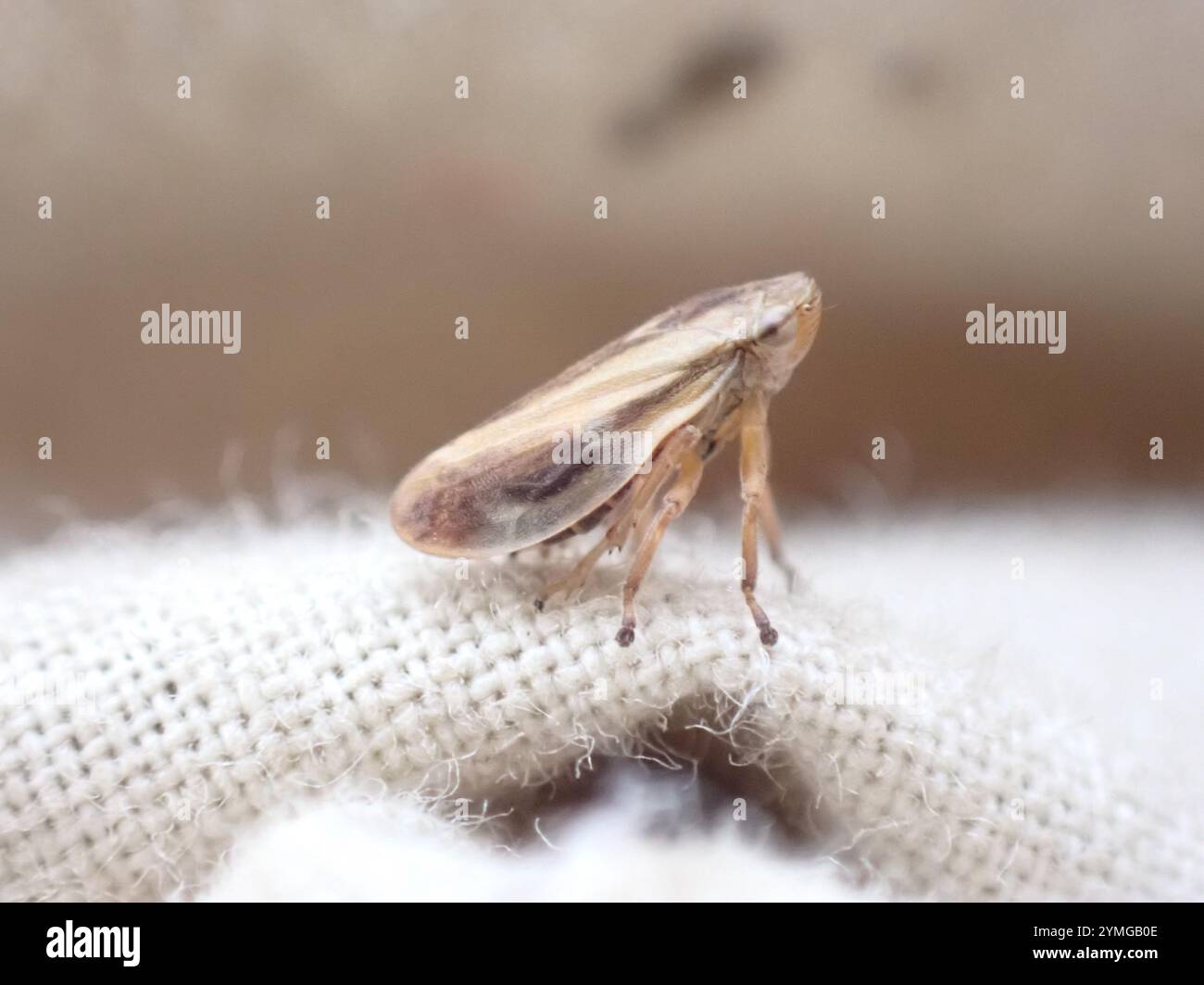 Meadow Spittlebug (Philaenus spumarius Stock Photo - Alamy