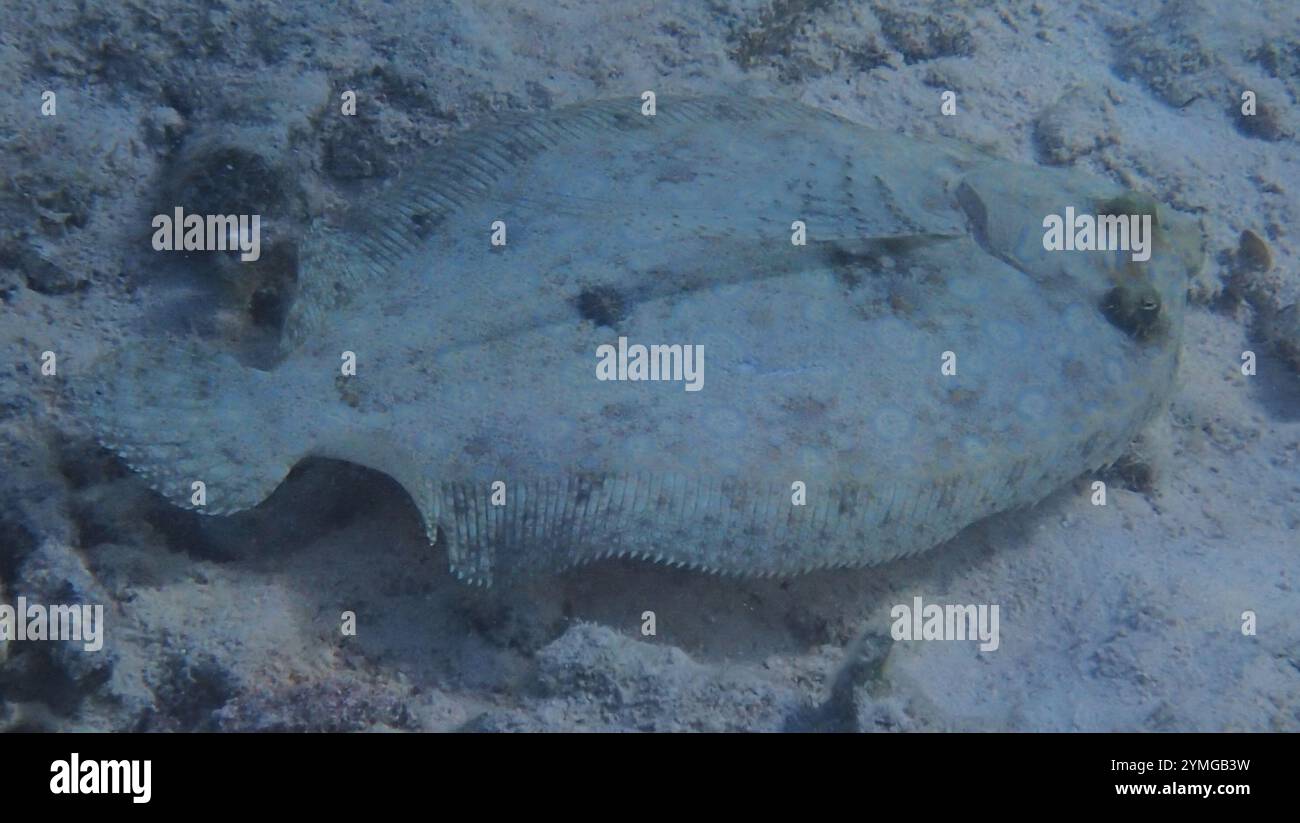 Atlantic Peacock Flounder (Bothus lunatus Stock Photo - Alamy