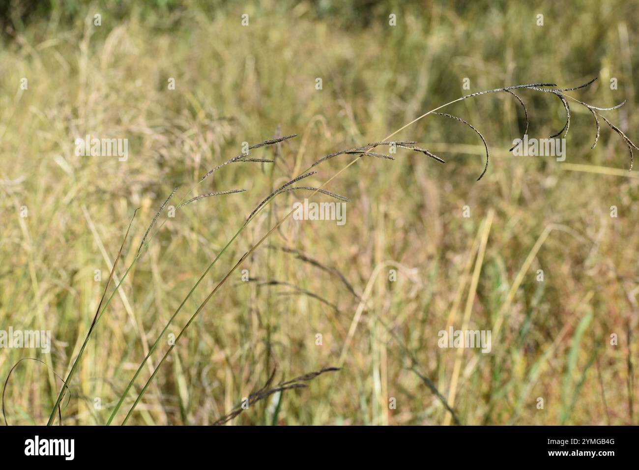 Vasey Grass (Paspalum urvillei Stock Photo - Alamy