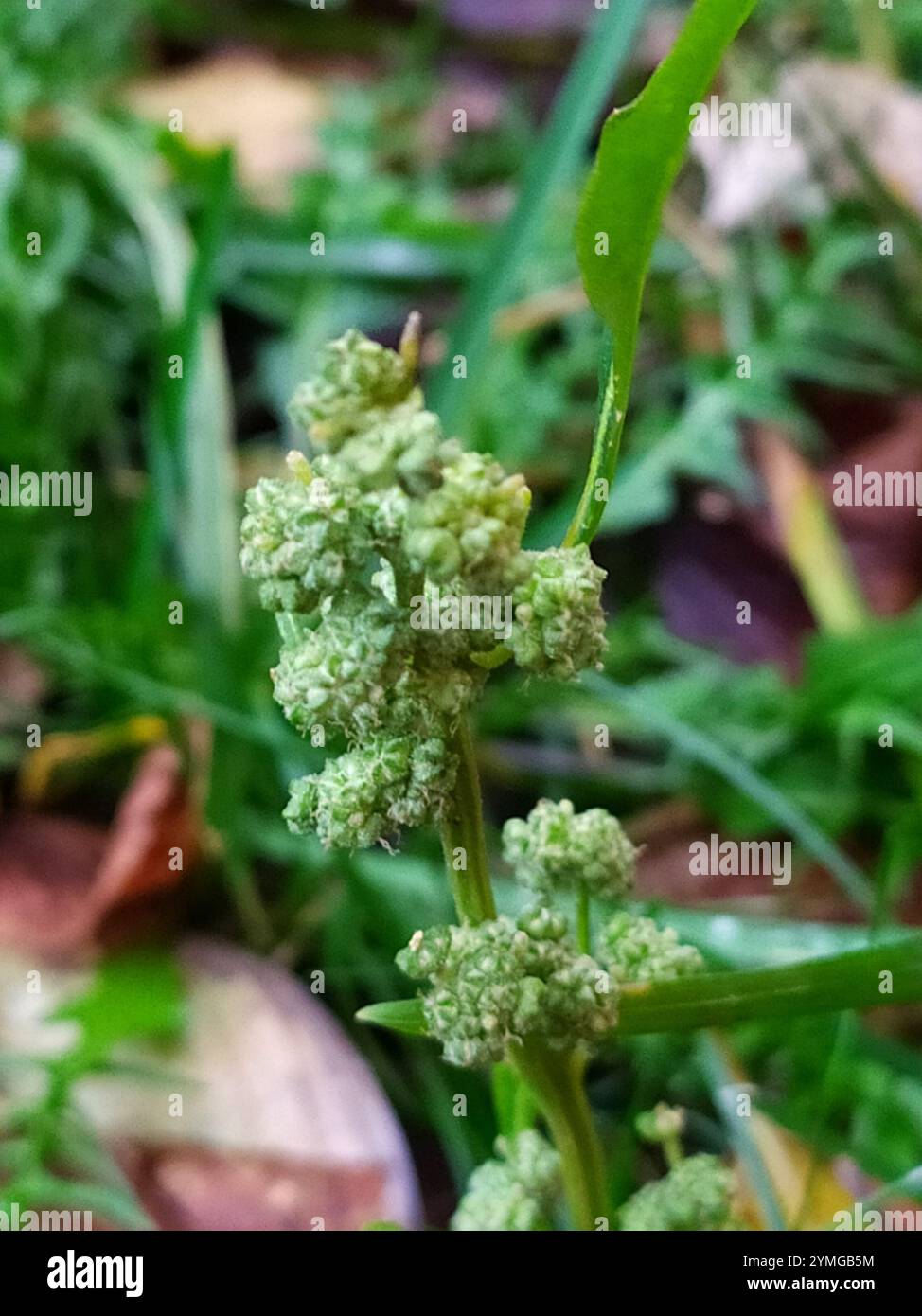 Subfamily chenopodioideae hi-res stock photography and images - Alamy