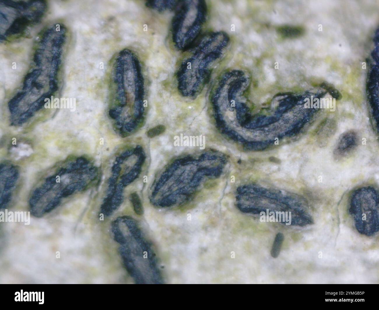 Common Script Lichen (Graphis scripta Stock Photo - Alamy