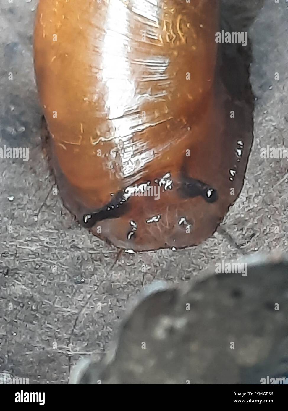 Amber Snails (Succineidae Stock Photo - Alamy