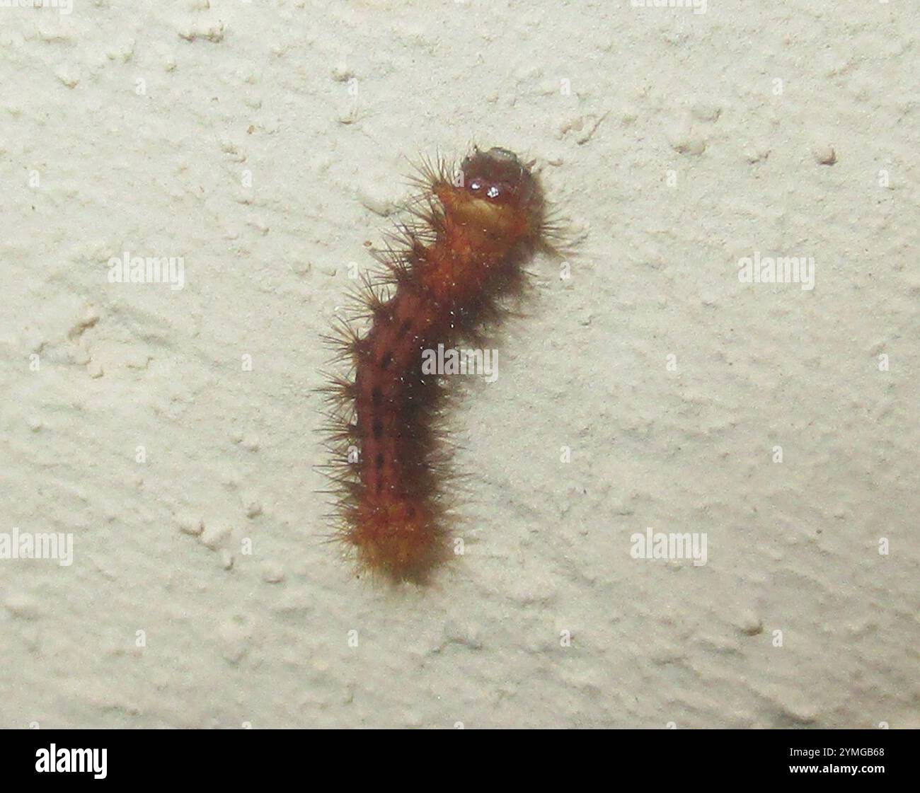 Tussock Moths (Lymantriinae Stock Photo - Alamy