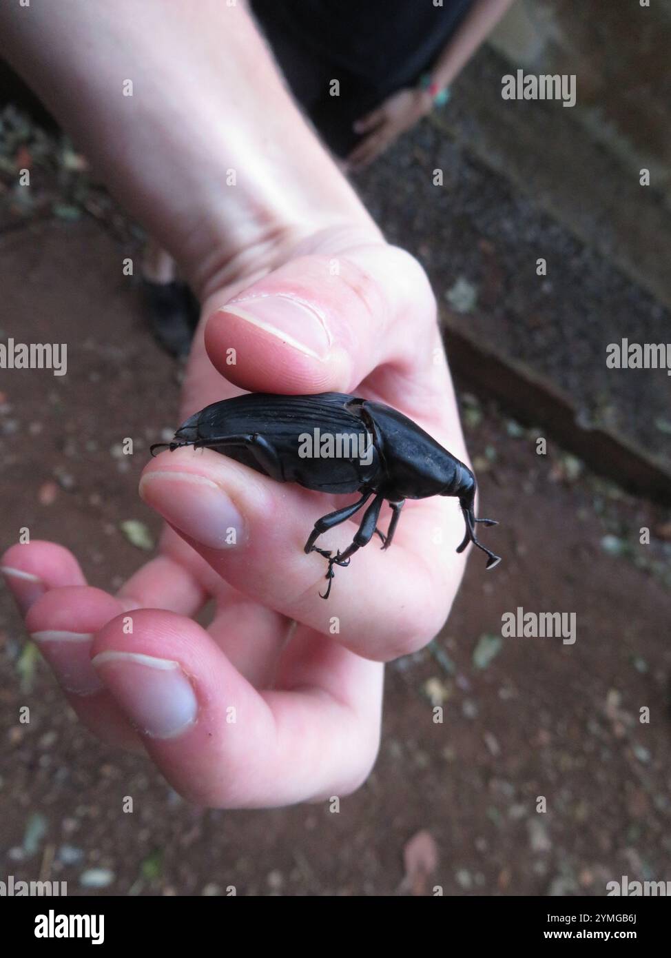 South American Palm Weevil (Rhynchophorus palmarum Stock Photo - Alamy