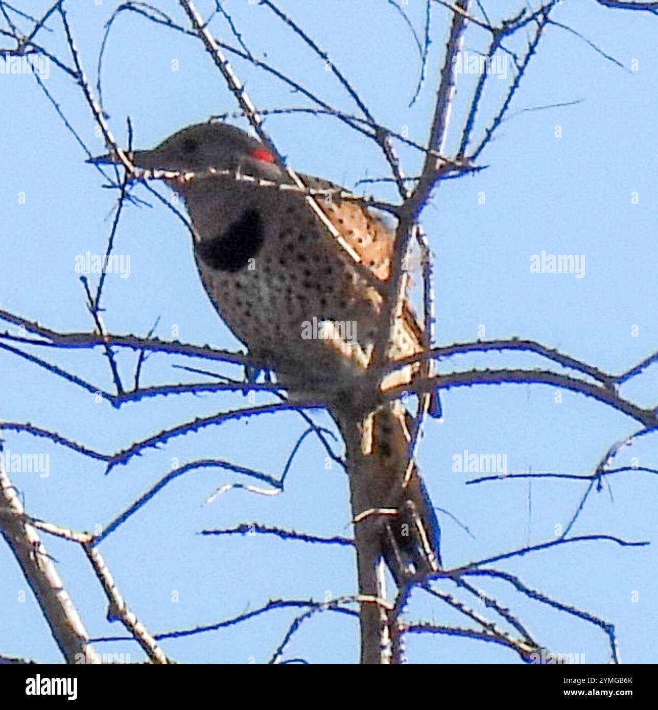 Northern Flicker (Colaptes auratus Stock Photo - Alamy