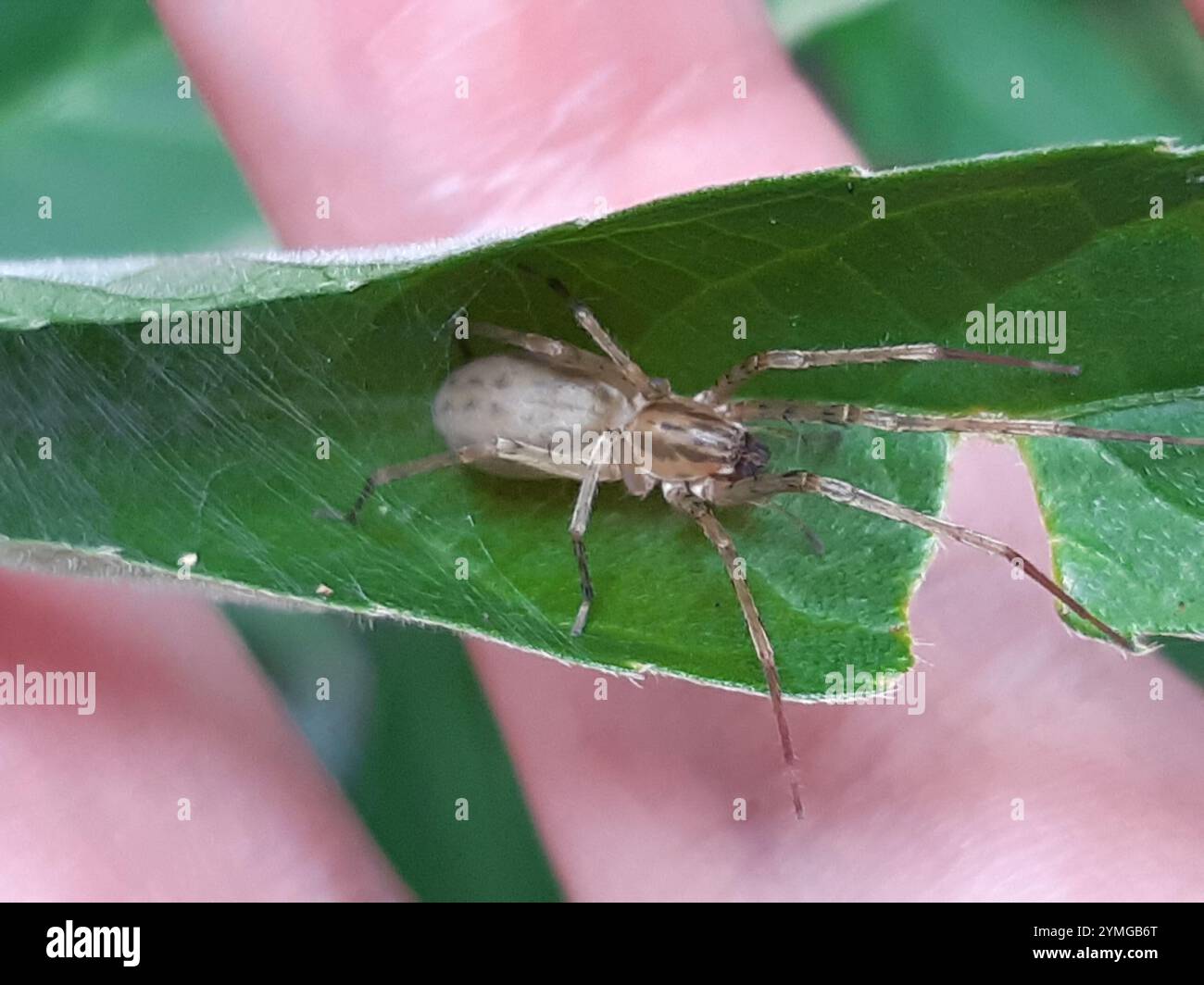 Ghost Spiders (Anyphaenidae Stock Photo - Alamy
