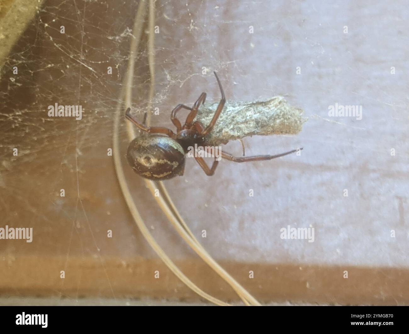 Noble False Widow (Steatoda nobilis Stock Photo - Alamy