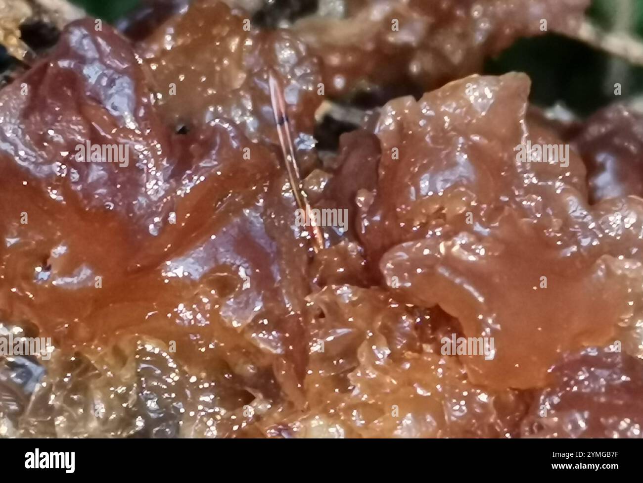 Leafy Brain (Phaeotremella foliacea Stock Photo - Alamy