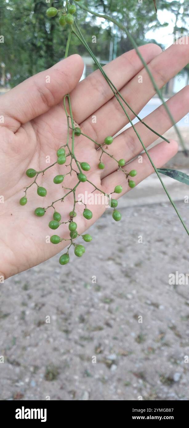 Peruvian Pepper Tree (Schinus molle Stock Photo - Alamy