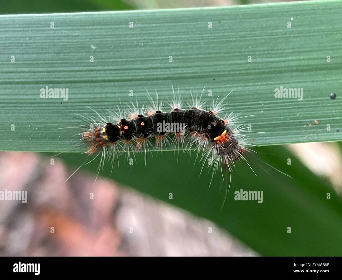 Black-bodied Browntail Moth (Euproctis melanosoma Stock Photo - Alamy