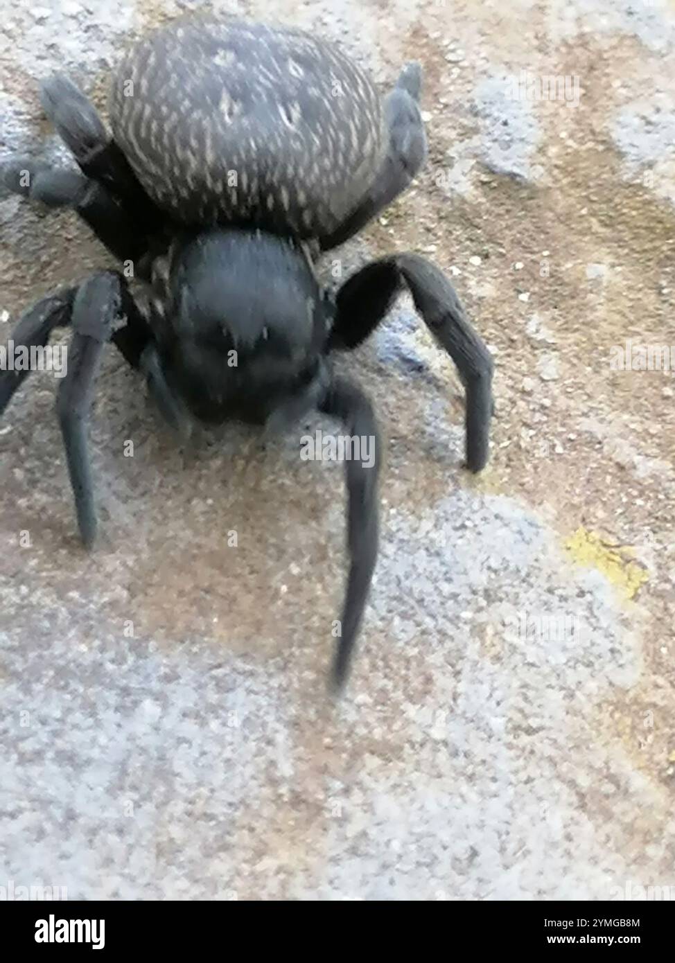 Velvet Spiders (Eresidae Stock Photo - Alamy