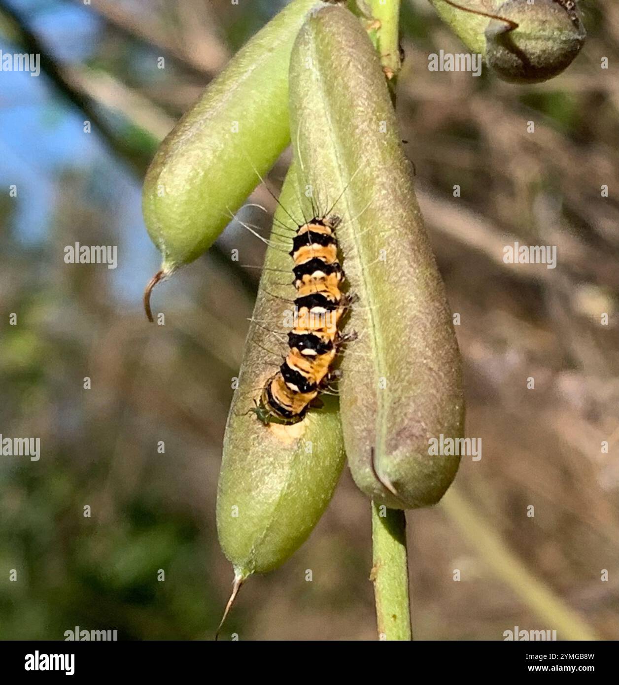 Ornate Bella Moth (Utetheisa ornatrix Stock Photo - Alamy