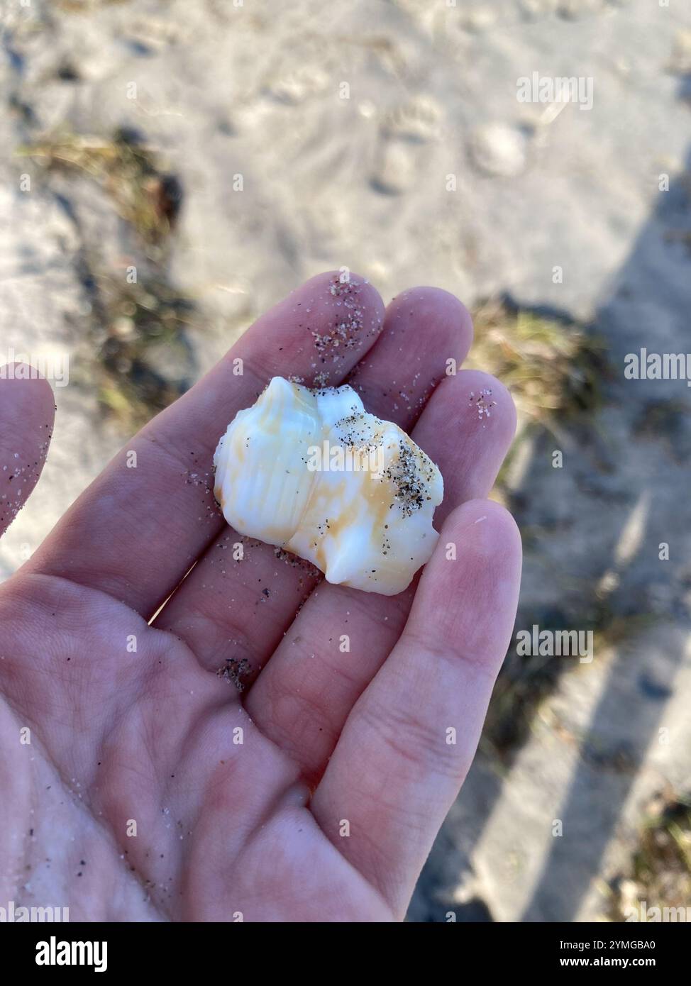 Pugilis hi-res stock photography and images - Alamy