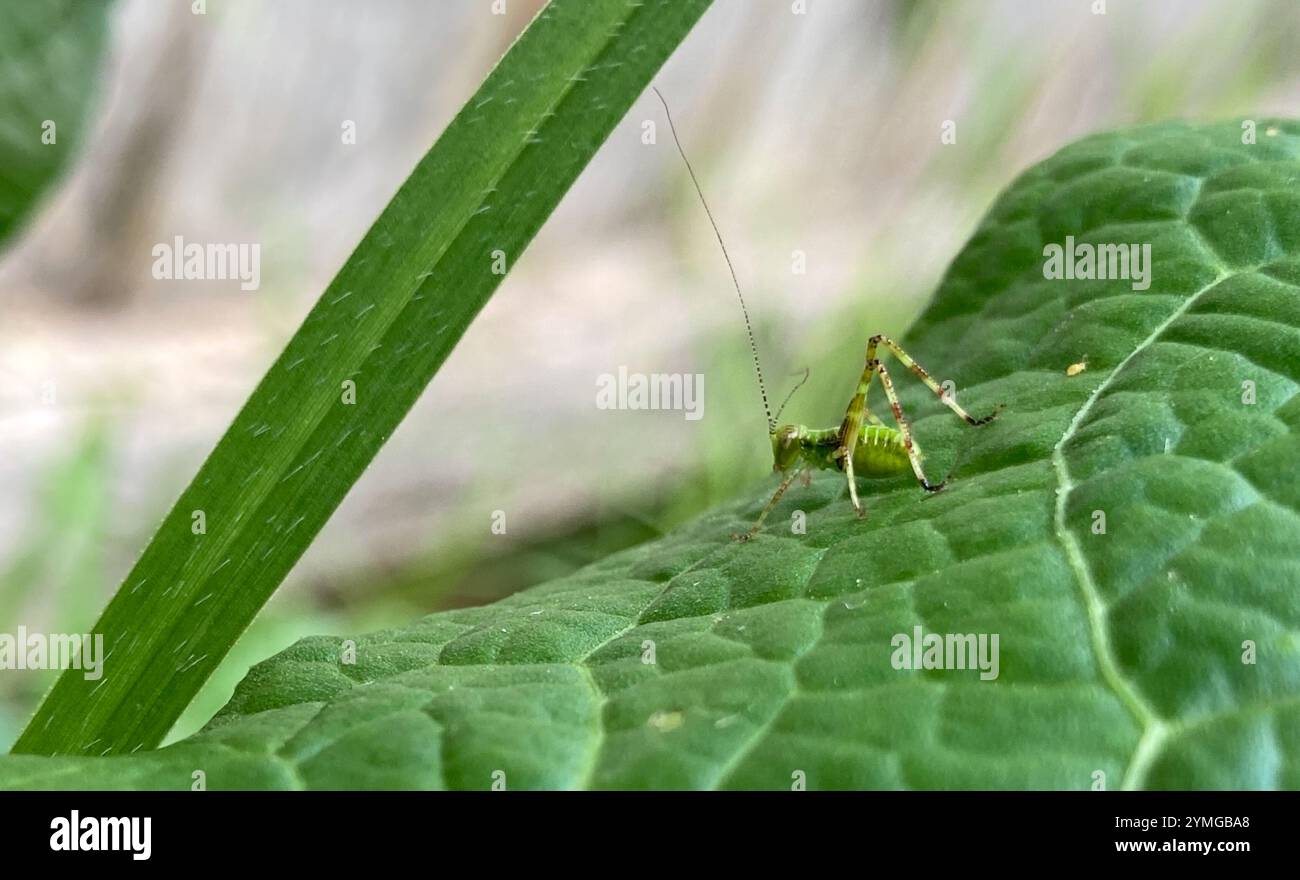 Australian Common Garden Katydid (Caedicia simplex Stock Photo - Alamy