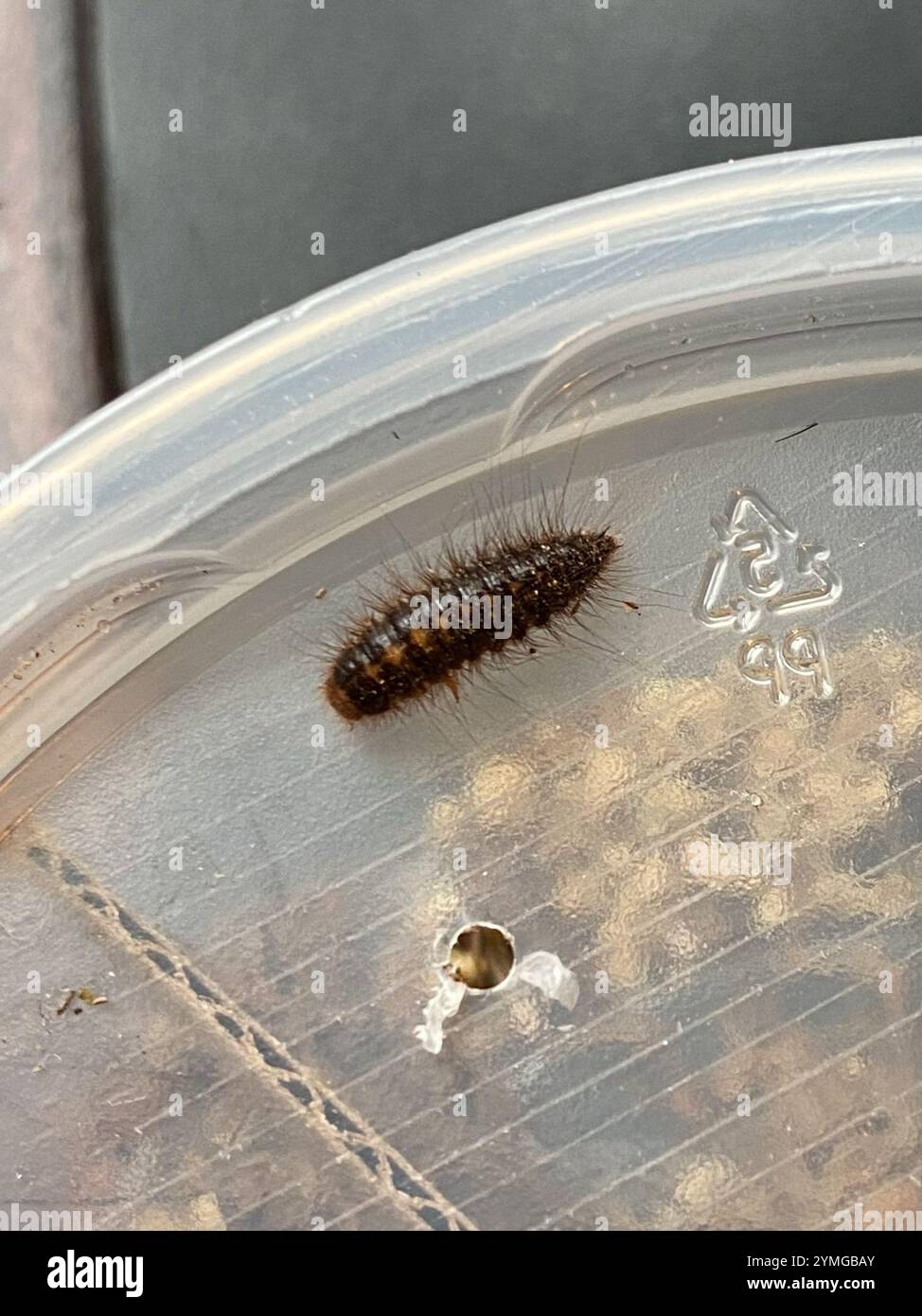 Larder Beetle (Dermestes lardarius Stock Photo - Alamy