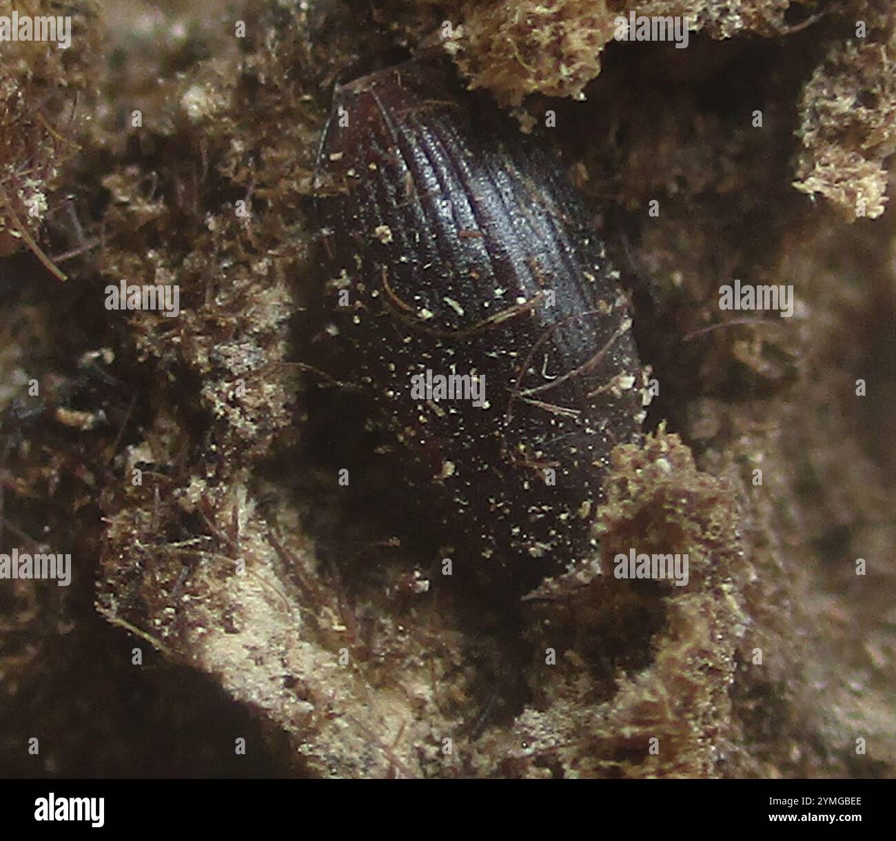 Diaperinae hi-res stock photography and images - Alamy