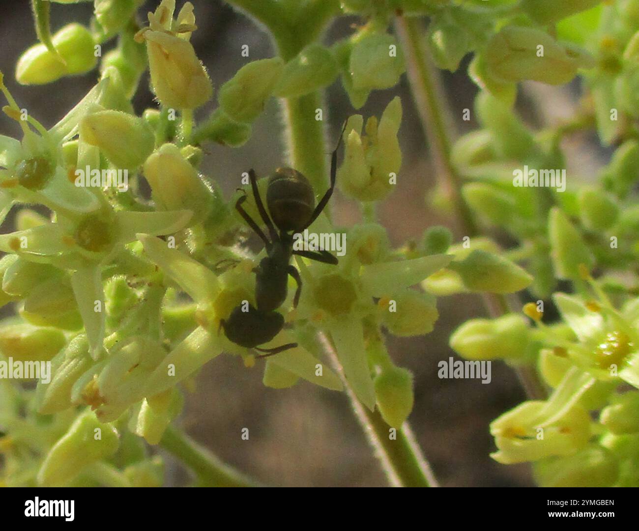 Shiny sugar ant (Camponotus cinctellus Stock Photo - Alamy