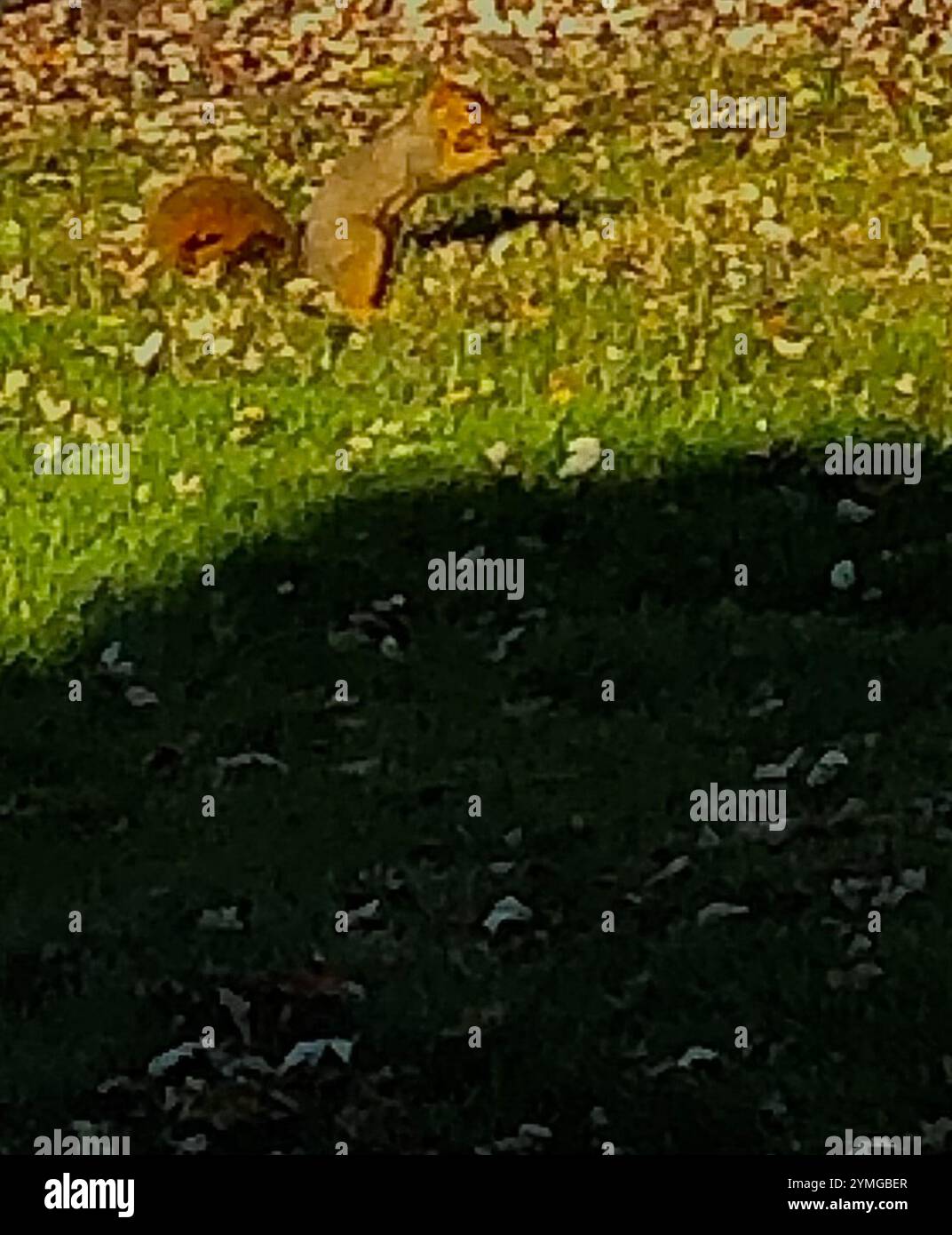 Eastern Fox Squirrel (Sciurus niger Stock Photo - Alamy