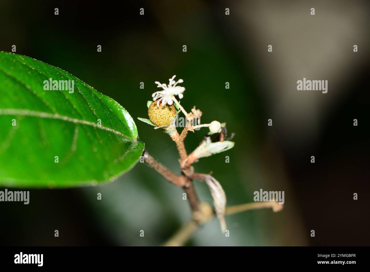 Ceylon croton (Croton zeylanicus Stock Photo - Alamy